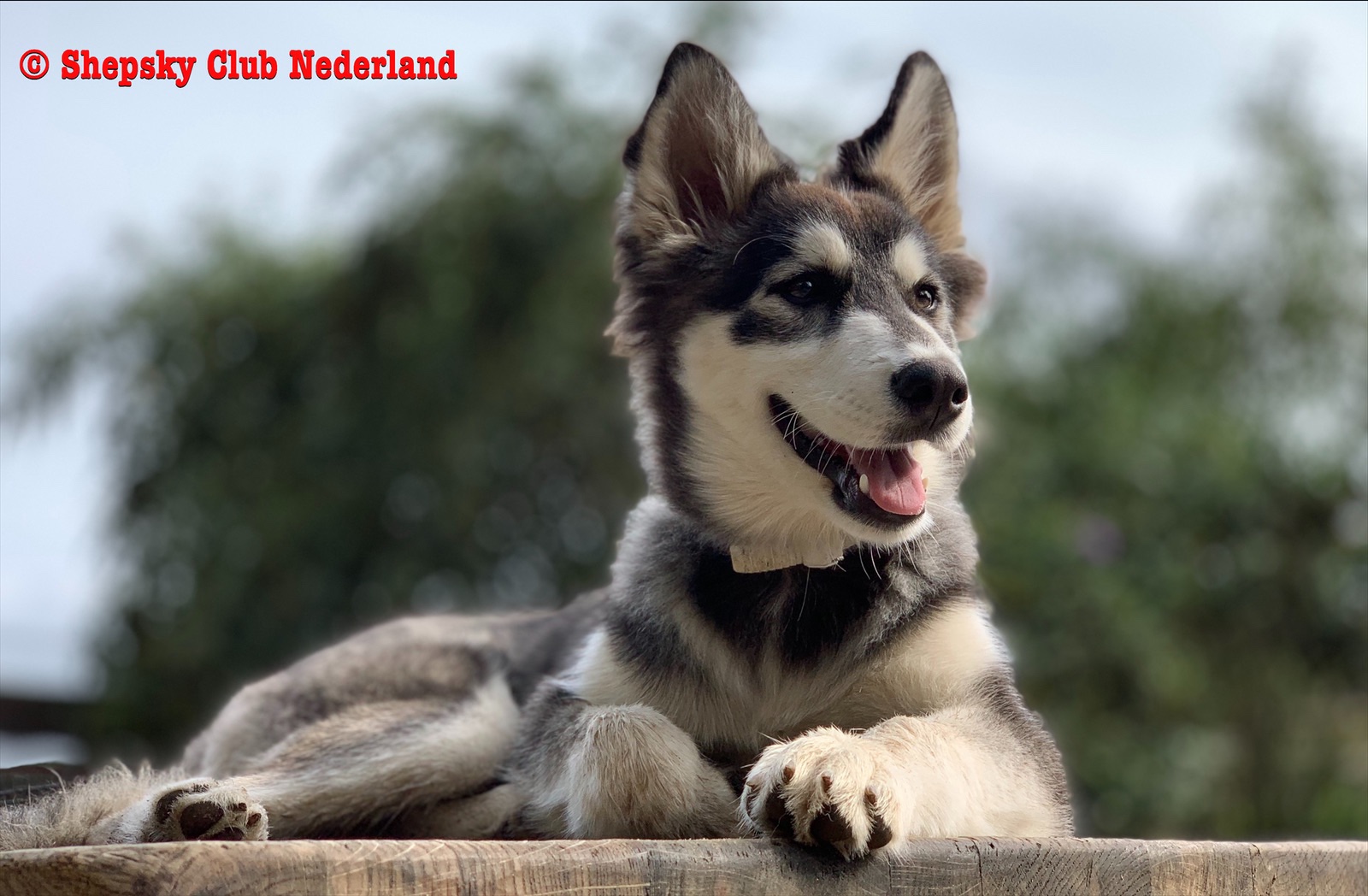 Karakter – Shepsky Club Nederland